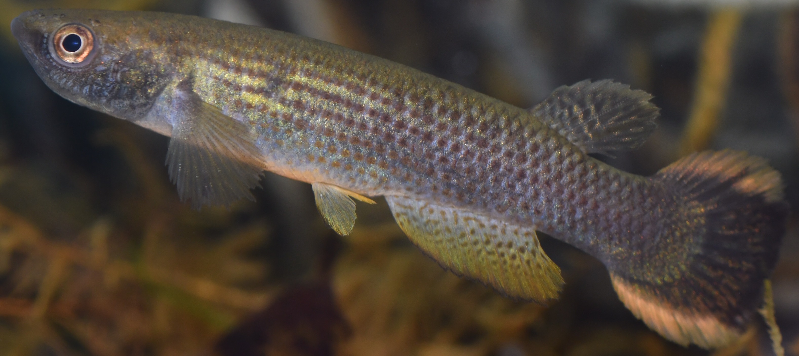 Rivulus-types - thekillifish.net