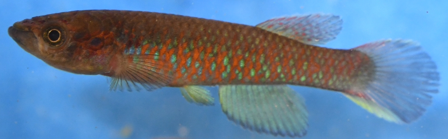Roloffia-types - thekillifish.net